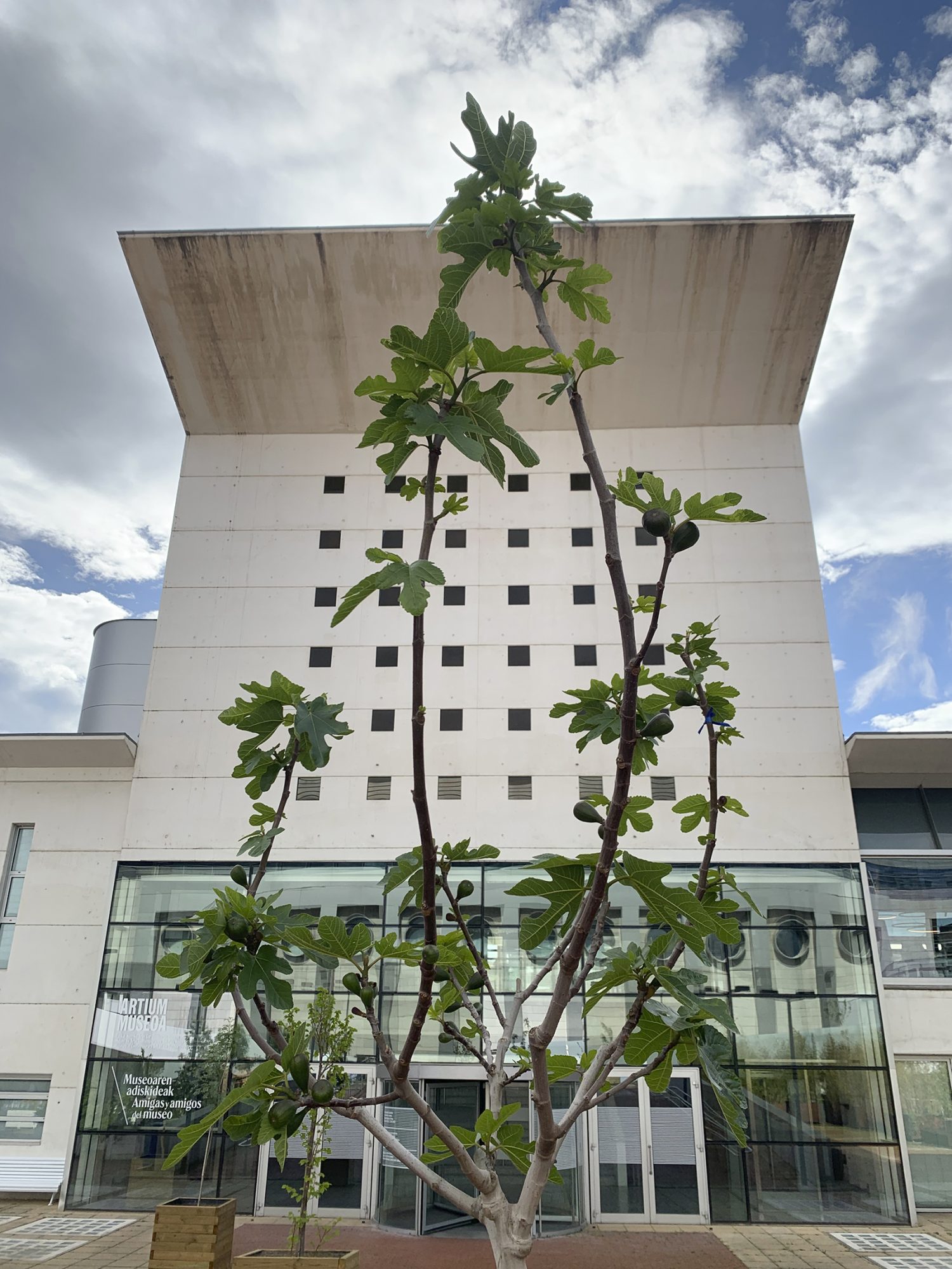 el ladrón de miel / arbolado para calles, imperios y paraísos – JOSE ...